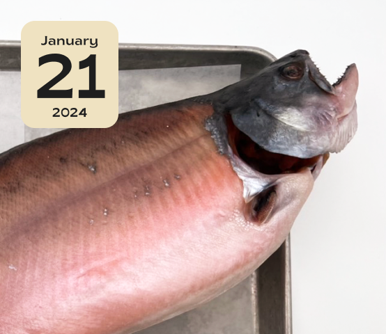 Dry Aged Salmon & Poke with Aji Fish Butchery | Wellspent Market