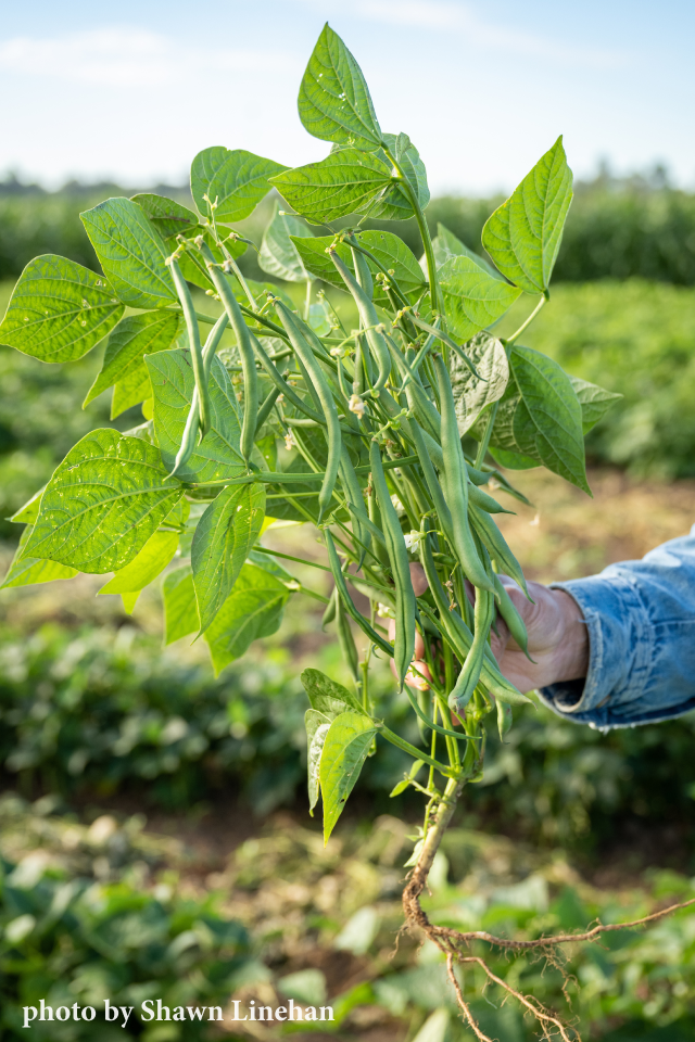 1st Annual Green Bean Festival! | Wellspent Market