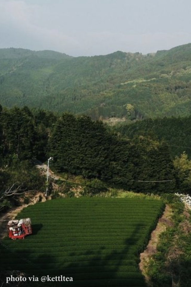 Kettl Tea | Wellspent Market