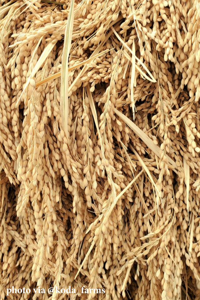 Koda Farms | Wellspent Market